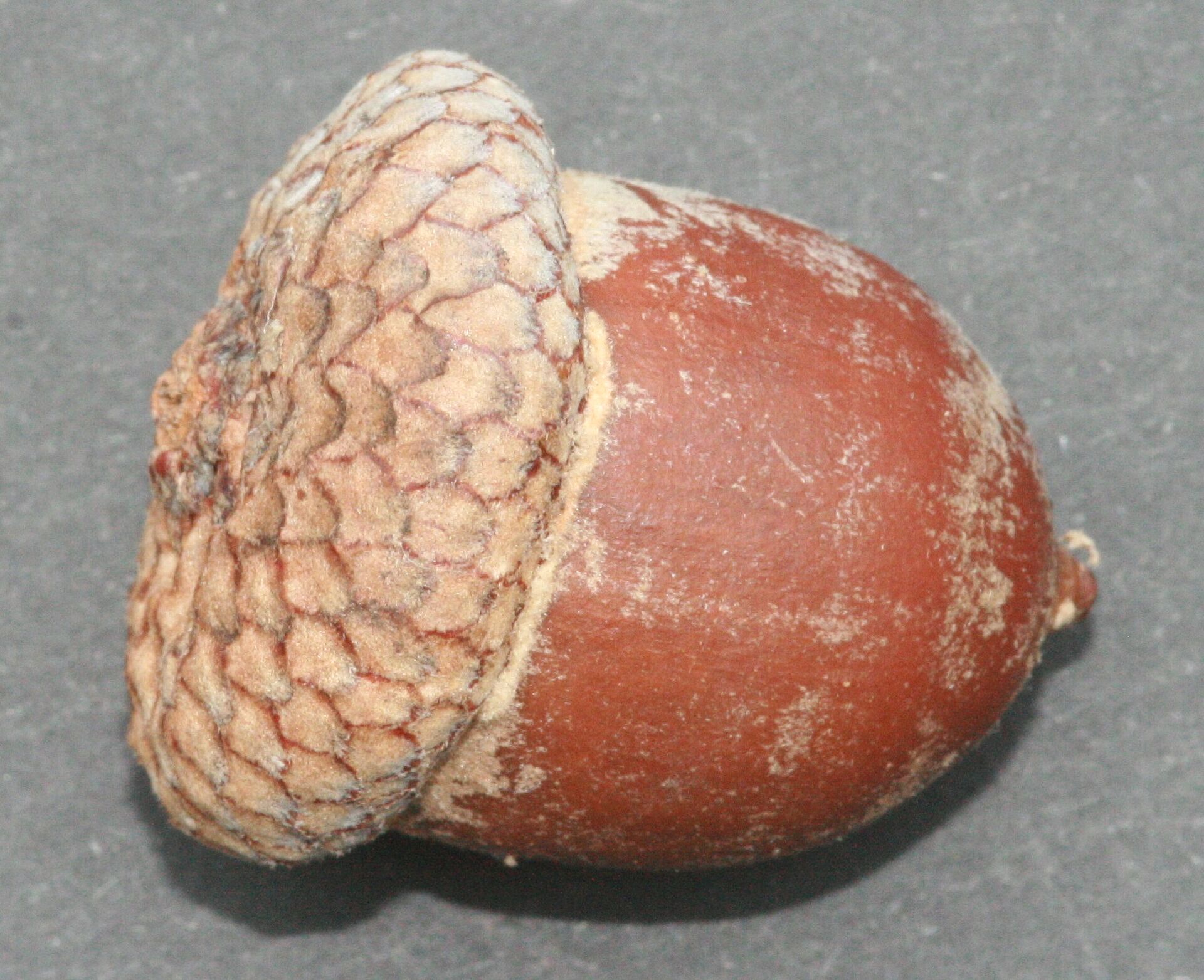 Roteiche - BUND Naturschutz Nürnberg Stadt