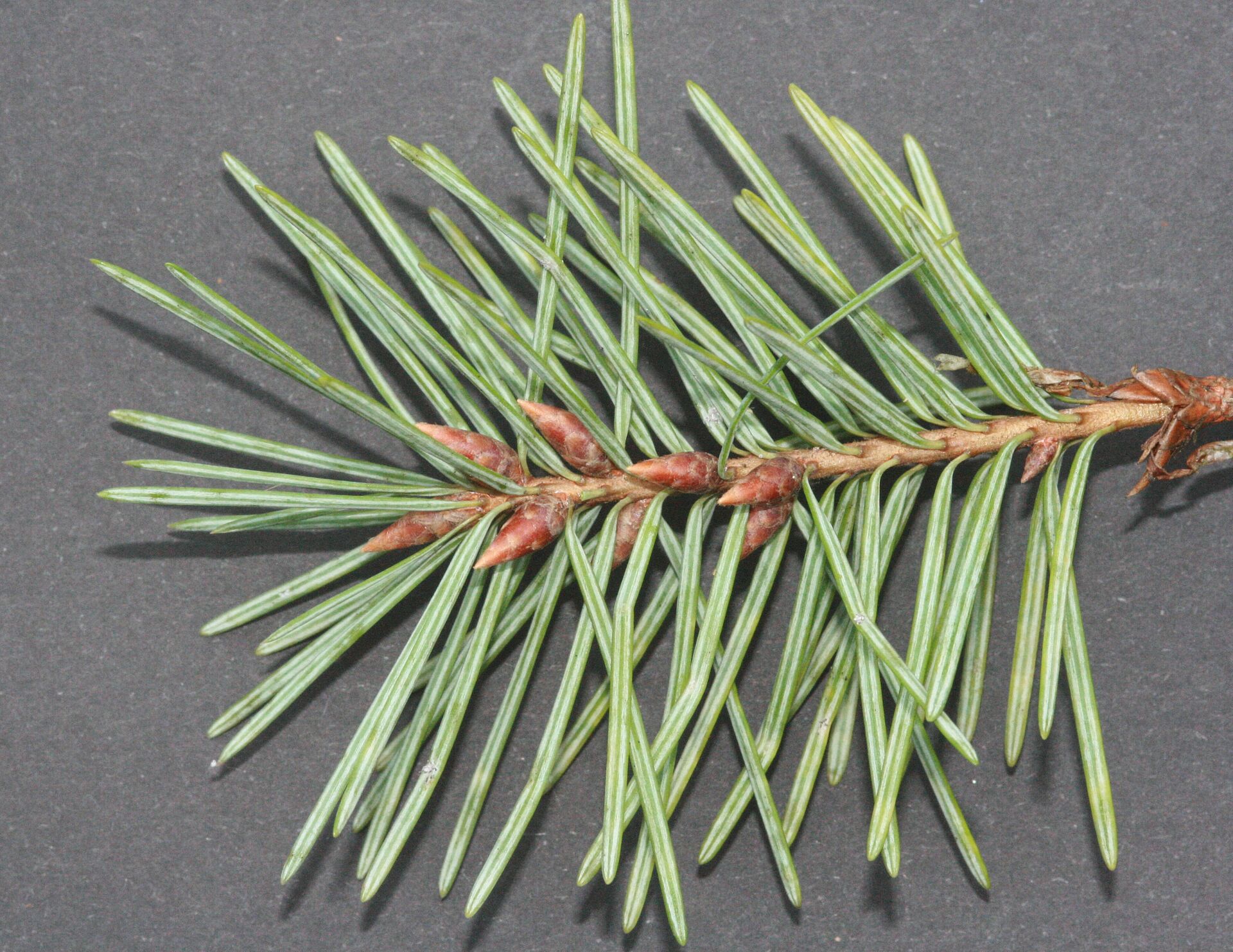 Douglasie - BUND Naturschutz in Bayern e.V.