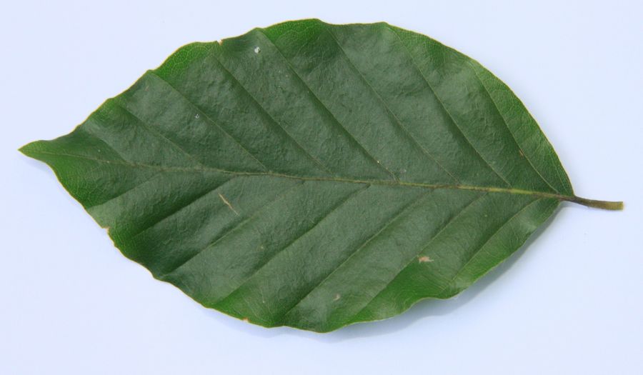 Rotbuche - BUND Naturschutz in Bayern e.V.