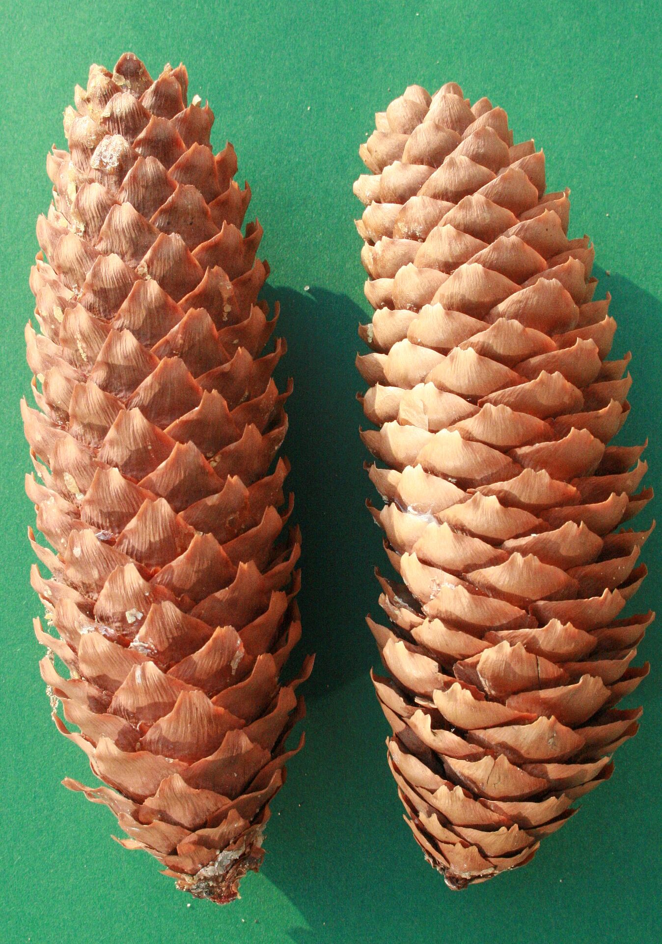 Fichte - BUND Naturschutz Nürnberg Stadt