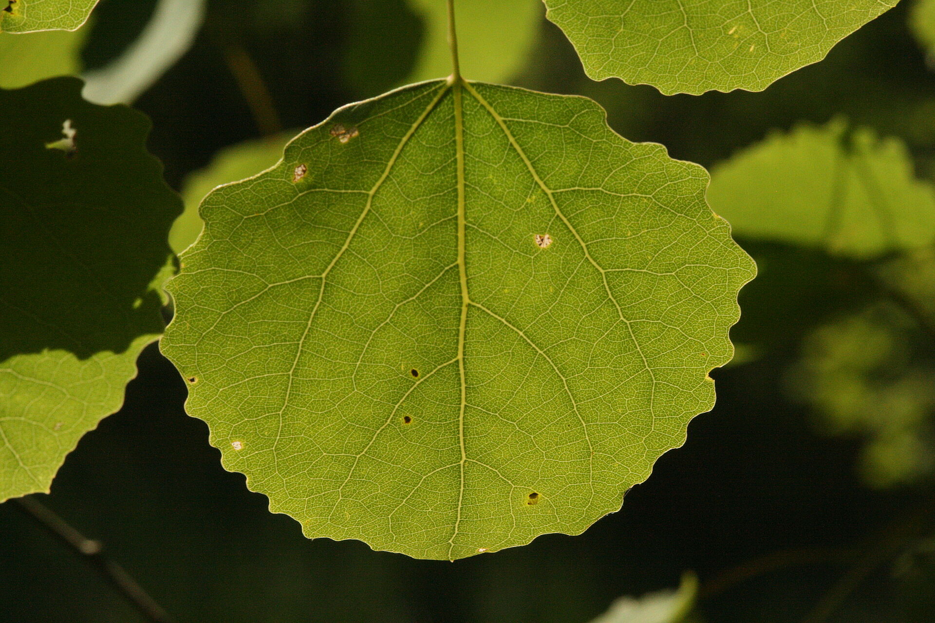 Espe - BUND Naturschutz in Bayern e.V.