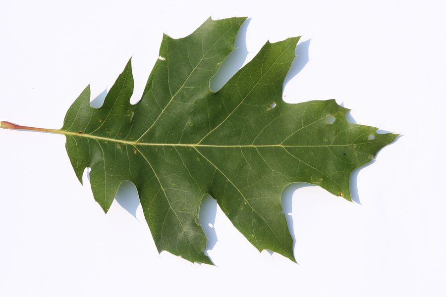 Roteiche - BUND Naturschutz in Bayern e.V.