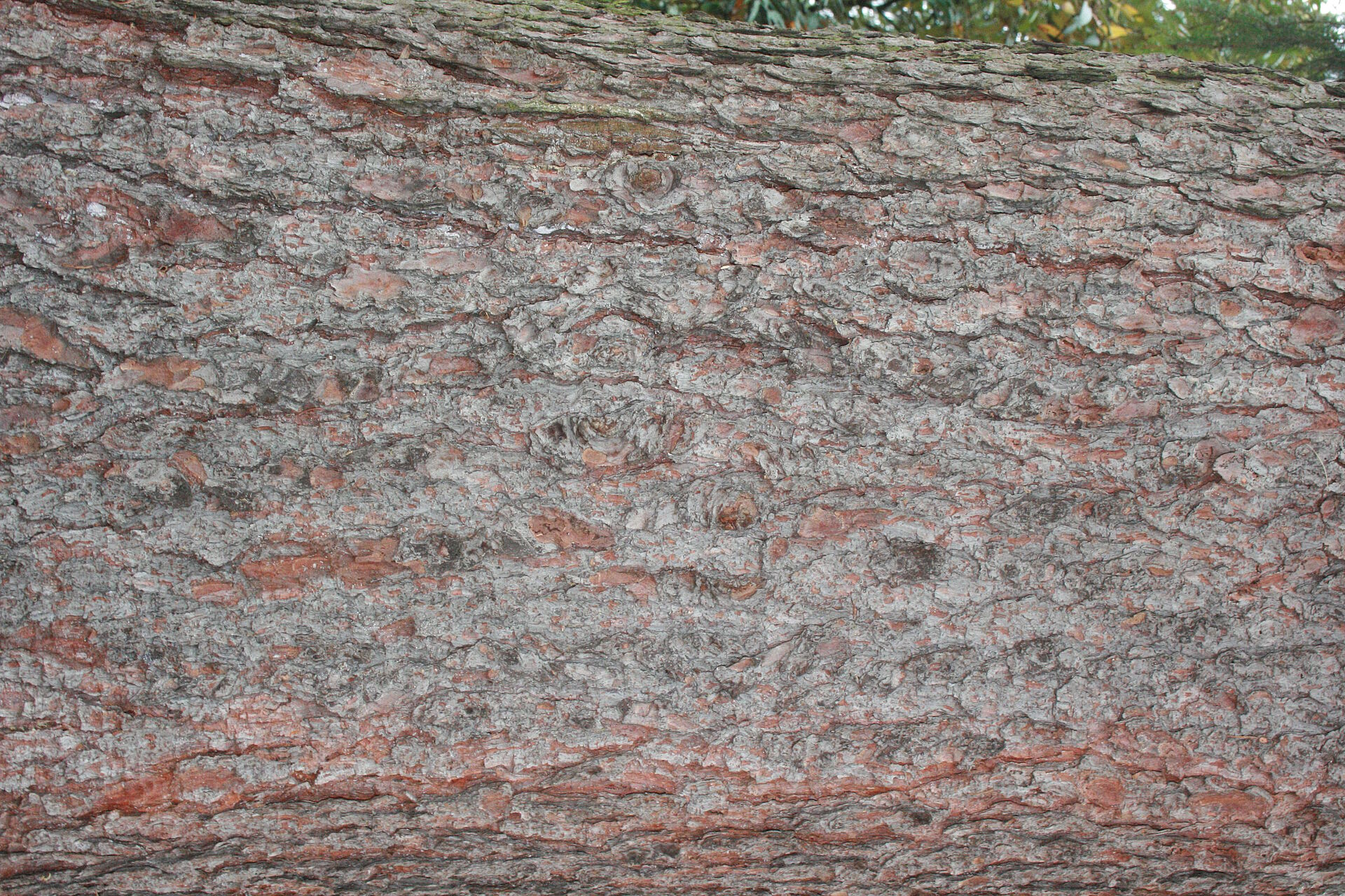 Fichte - BUND Naturschutz Nürnberg Stadt