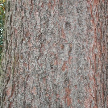 Fichte - BUND Naturschutz in Bayern e.V.