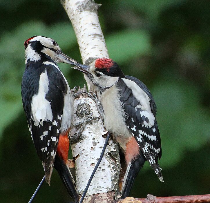 Spechte - BUND Naturschutz in Bayern e.V.