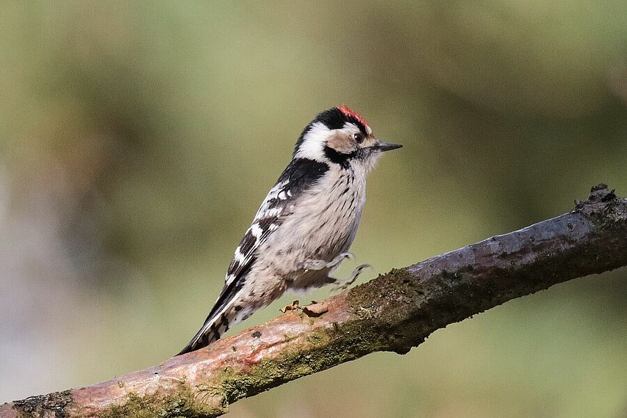 Spechte - BUND Naturschutz in Bayern e.V.
