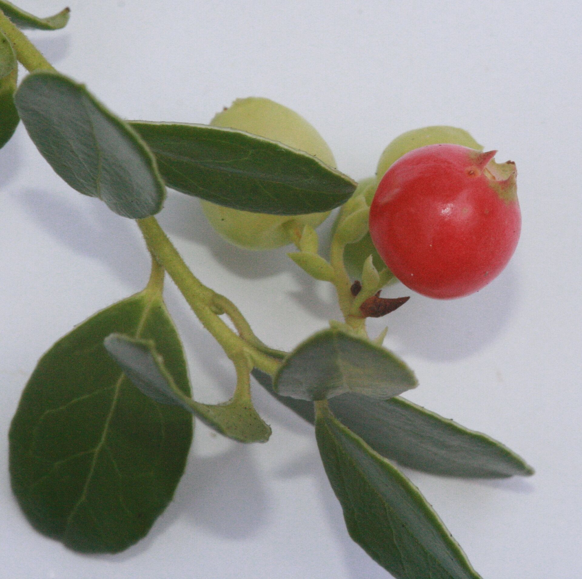 Preiselbeere - BUND Naturschutz in Bayern e.V.