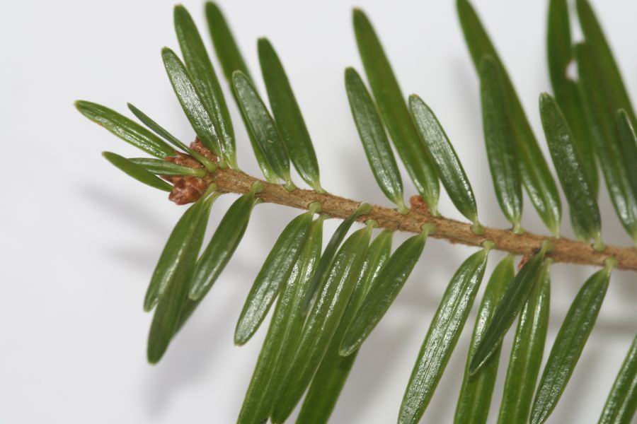 Weißtanne - BUND Naturschutz in Bayern e.V.