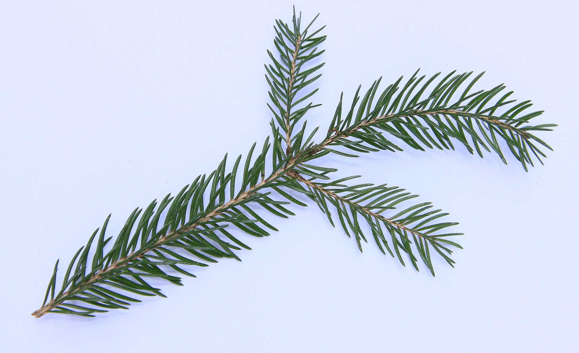 Fichte - BUND Naturschutz Nürnberg Stadt